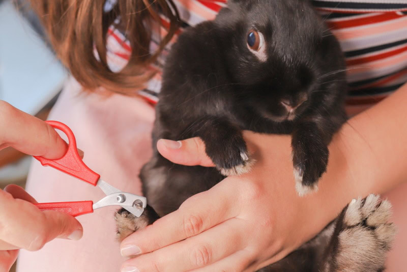 How To Cut Rabbit Nails: 15 Tips and Tricks | PangoVet