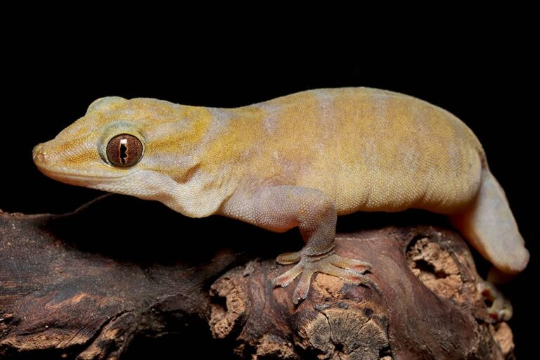 Golden Gecko: Facts, Pictures, Info & Care Guide | PangoVet