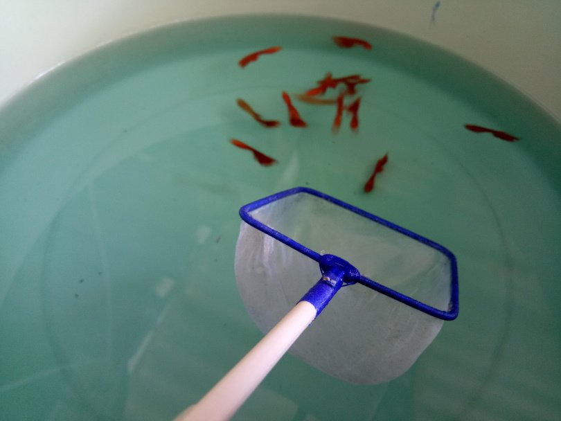 How Big Does a Goldfish Get? Average Weight & Growth Chart | PangoVet