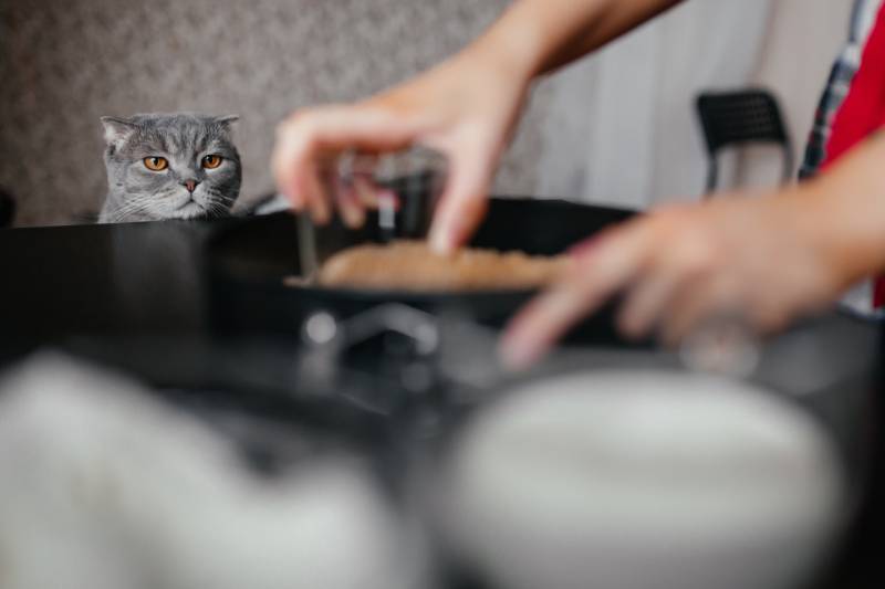 How to Cook Chicken for Cats: Vet Reviewed Recipes & What to Know ...