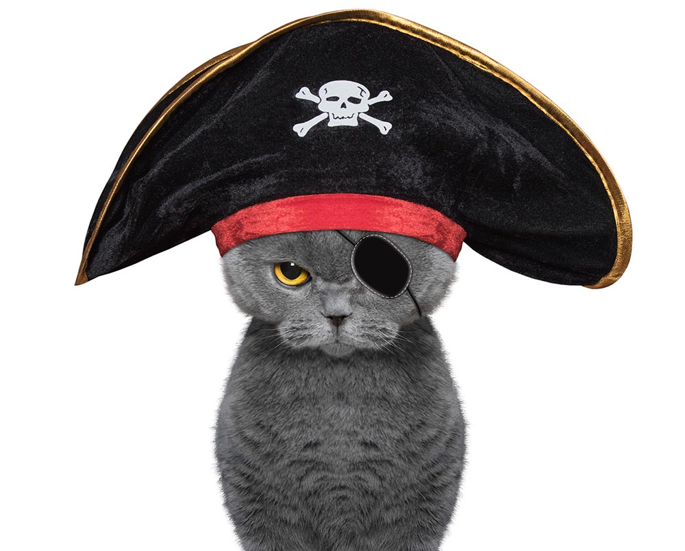150 Pirate Cat Names: Swashbuckling Options for Your Cat | PangoVet