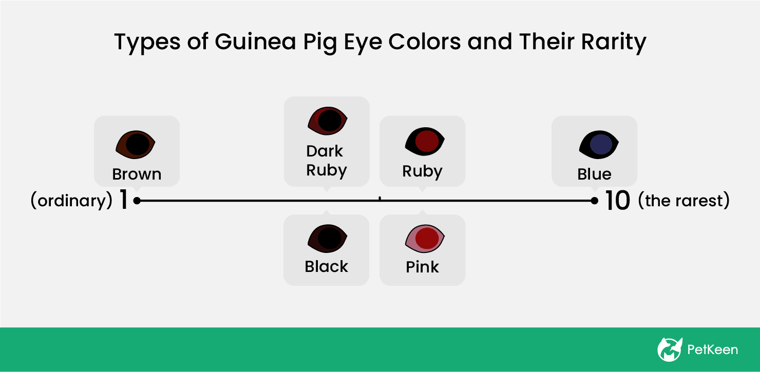 Guinea Pig Eye Colors & Their Rarity (With Pictures) | PangoVet