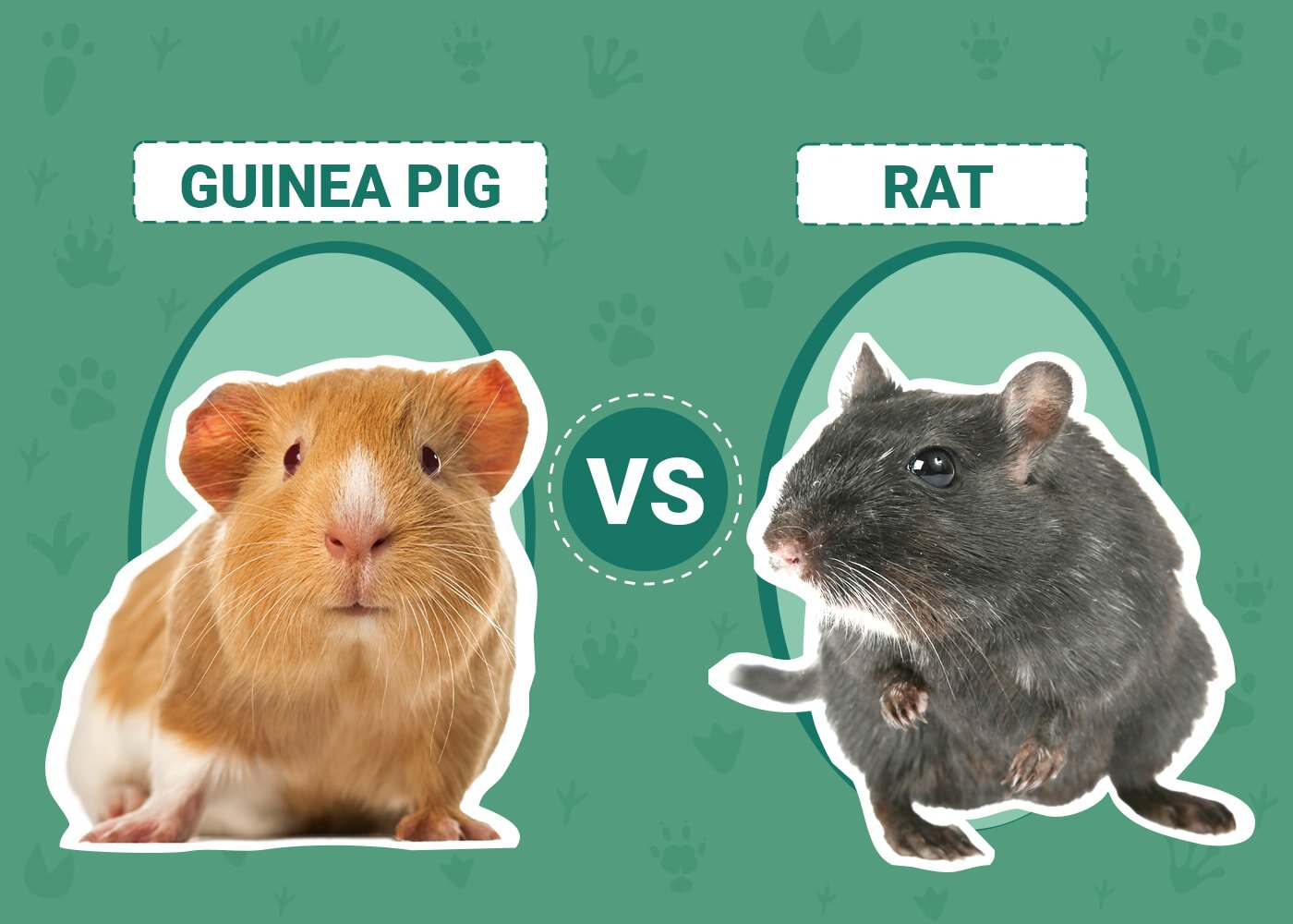 Guinea Pig vs Rat: The Differences Explained | PangoVet
