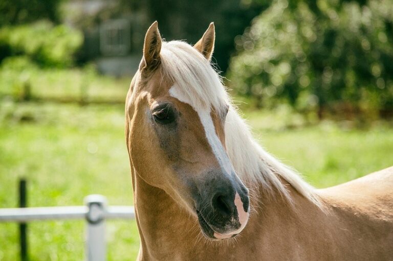 18 European Horse Breeds: Info & Facts (With Pictures) | PangoVet