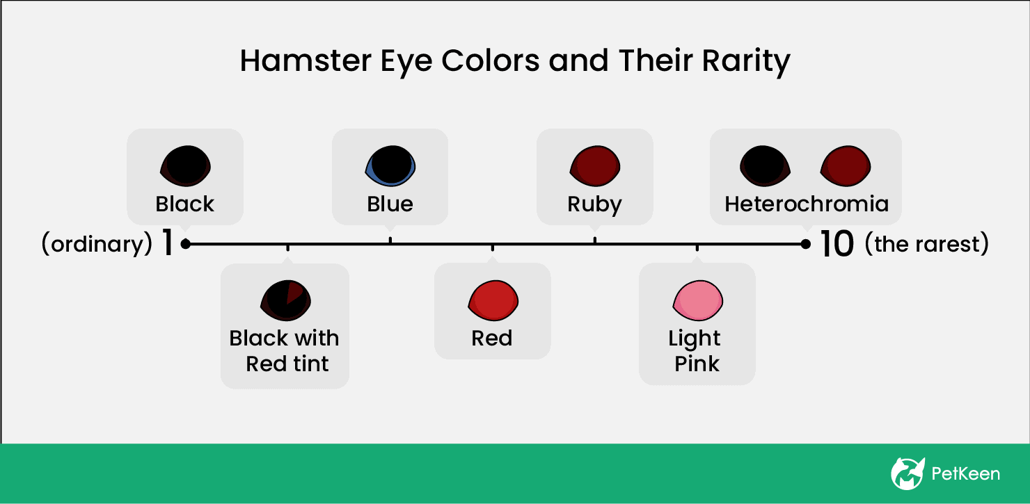 7 Hamster Eye Colors & Their Rarity (With Pictures) | PangoVet