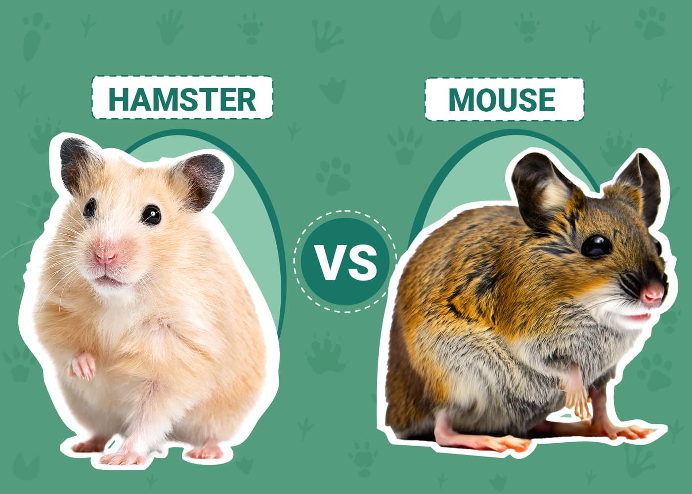 Hamster vs. Mouse: Vet-Reviewed Differences (With Pictures) | PangoVet