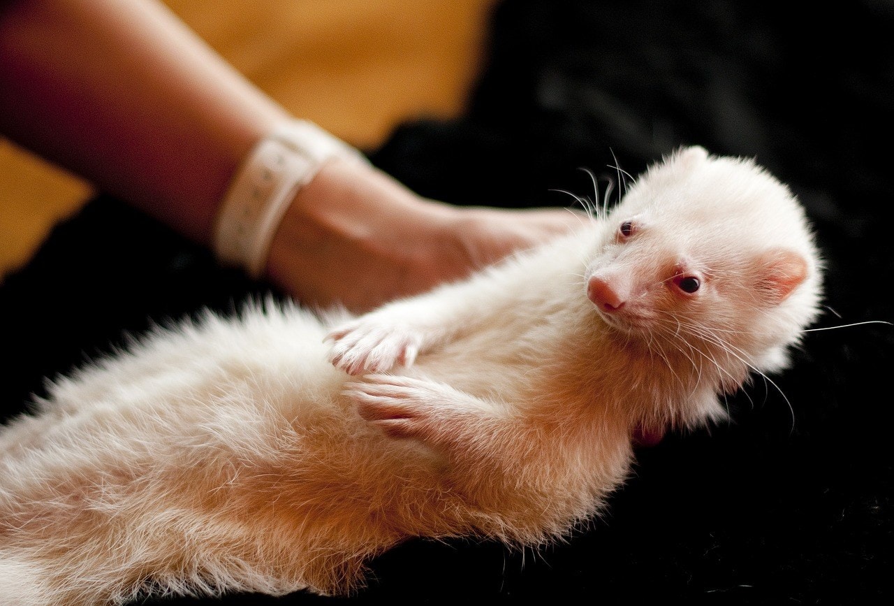 How Much Does a Ferret Cost? 2025 Update | PangoVet