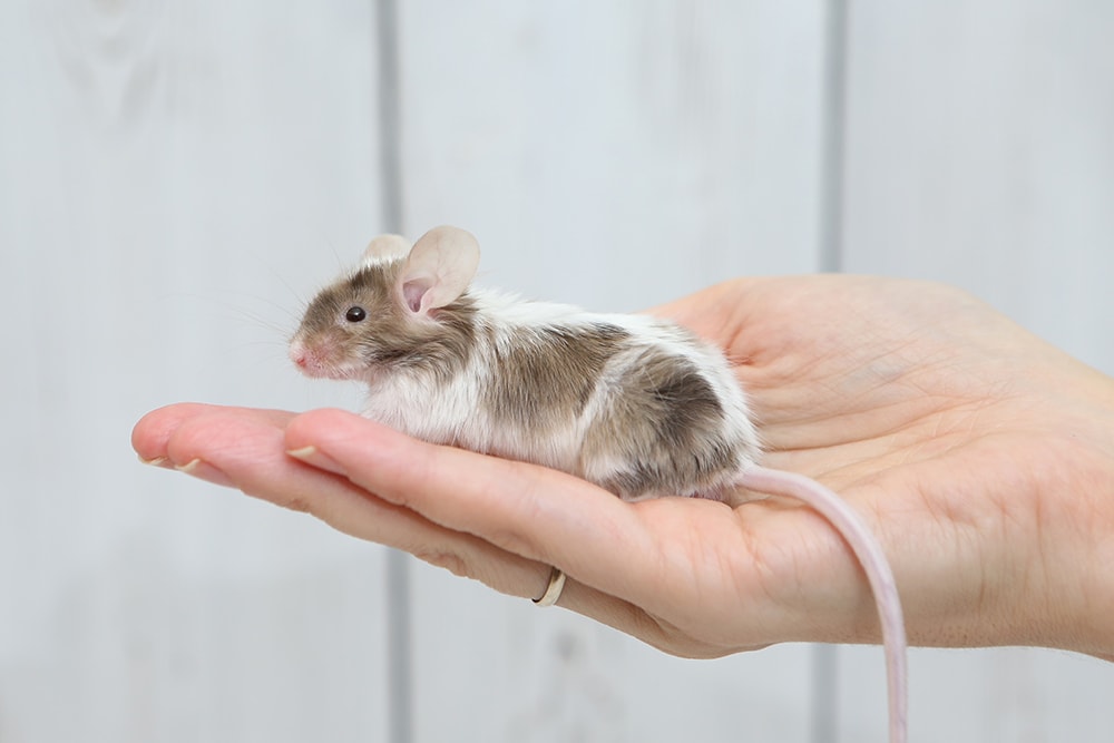 7 Types of Pet Mice Varieties (With Info & Pictures) | PangoVet