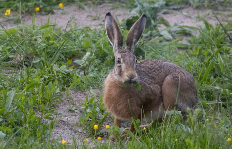 Hare vs. Rabbit: The Differences (With Pictures) | PangoVet