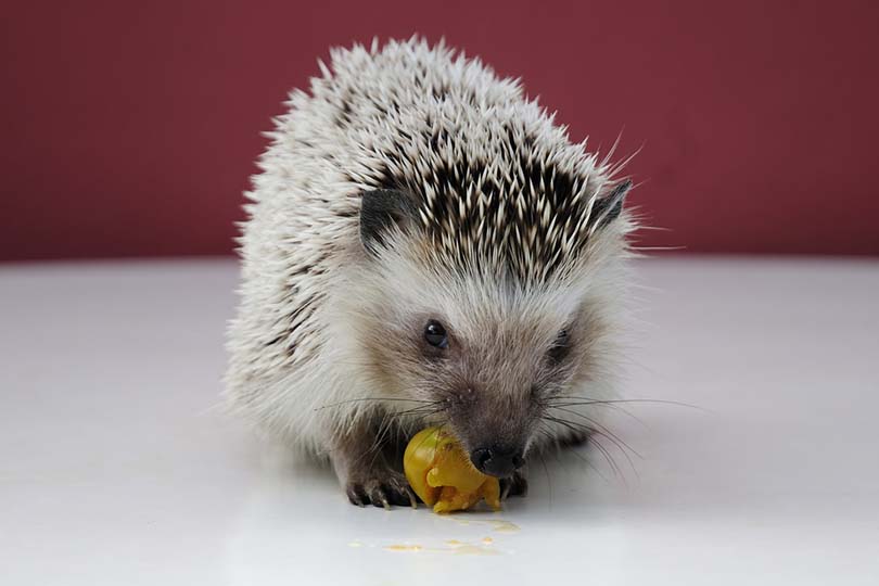 Can Hedgehogs Eat Bread? What You Need to Know! | PangoVet