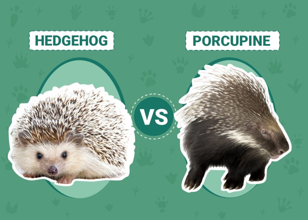 Hedgehog vs. Porcupine: The Key Differences (With Pictures) | PangoVet