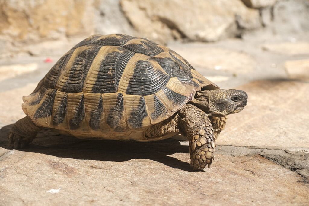 Hermann’s Tortoise: Info, Care Sheet, Tank Setup, Diet, & More (with ...