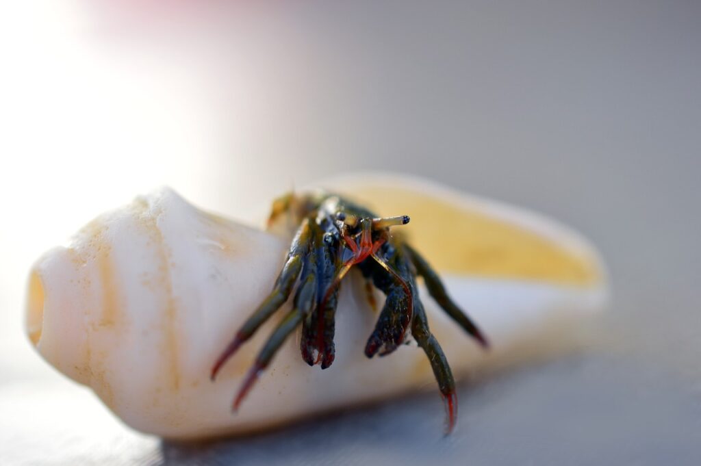 How To Tell A Hermit Crabs Sex Key Differences With Pictures Pangovet