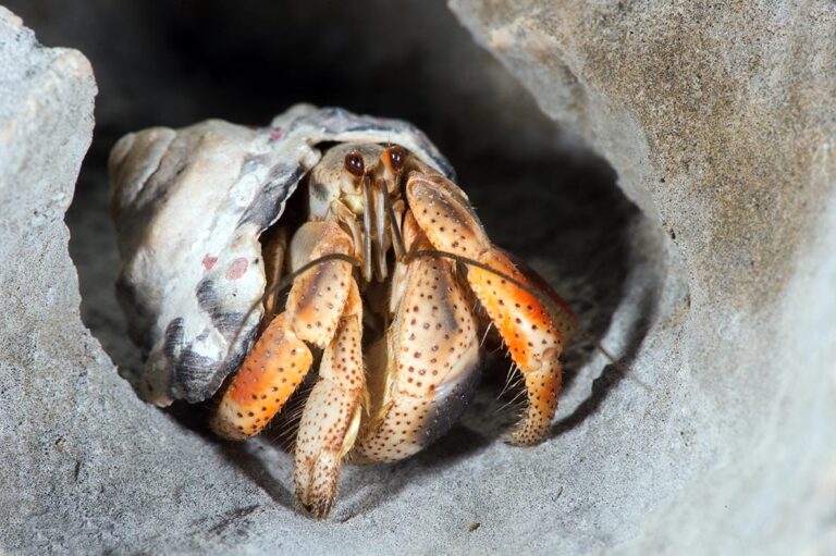 How To Tell A Hermit Crabs Sex Key Differences With Pictures Pangovet