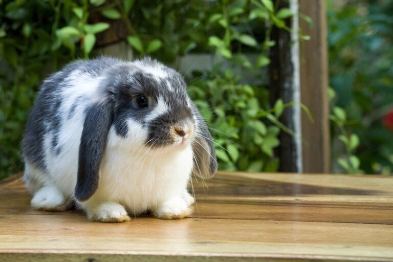 Holland Lop Rabbit: Vet-Reviewed Facts, Traits & Care (With Info ...