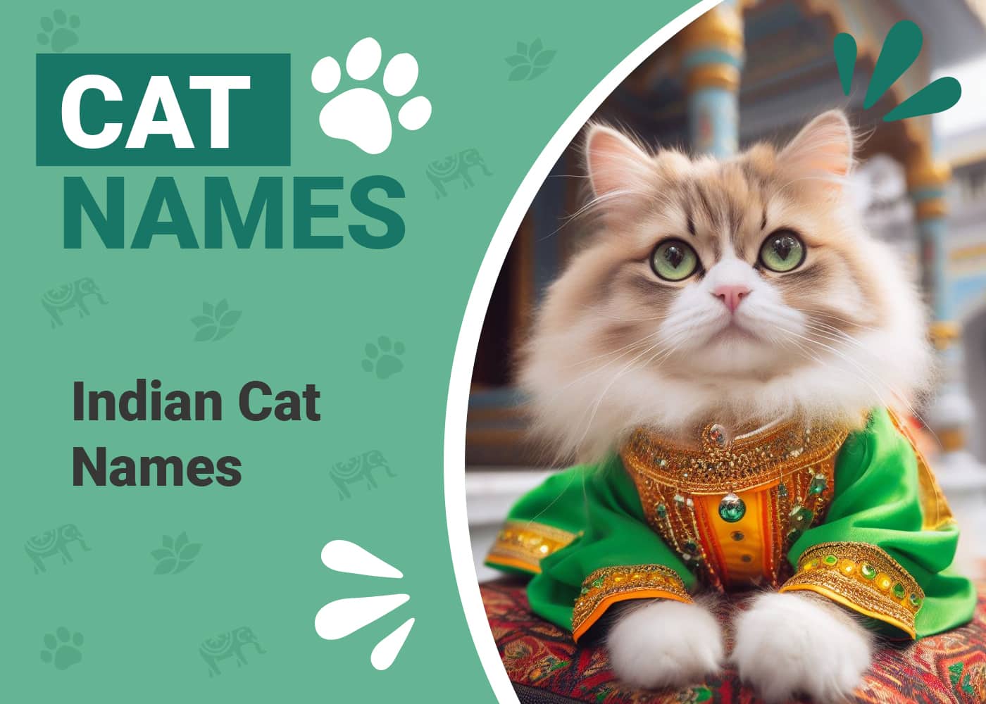 150+ Indian Cat Names: Exotic Options for Your Pet (With Meanings ...