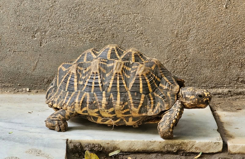 Star Turtle Tank Setup