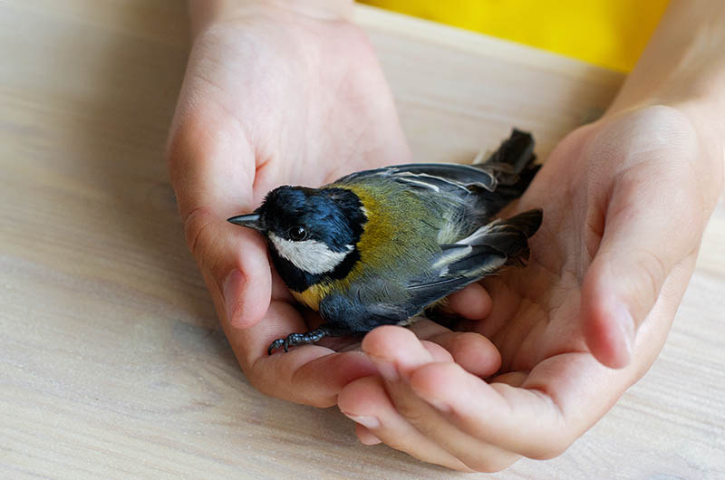 How to Perform CPR on a Bird: Vet-Approved Steps | PangoVet