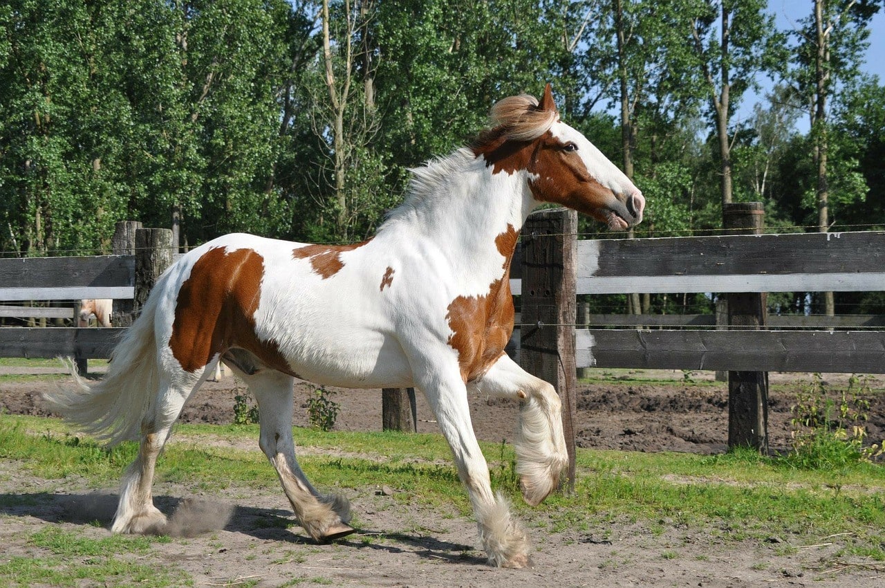 Irish Cob Horse: Info, Pictures, Temperament & Traits | PangoVet