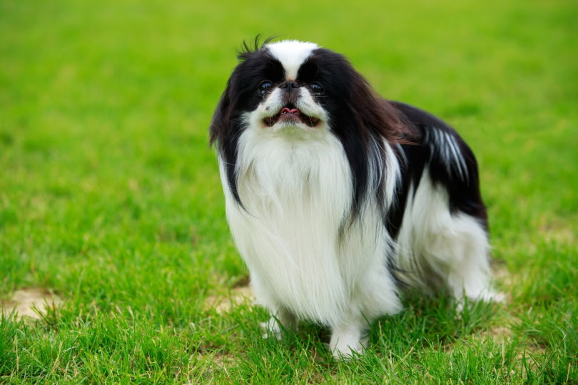 Japanese Chin Dog Breed Guide: Info, Pictures, Care & More | PangoVet