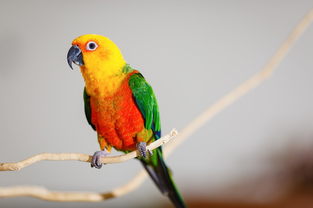 Conure Parrot Types