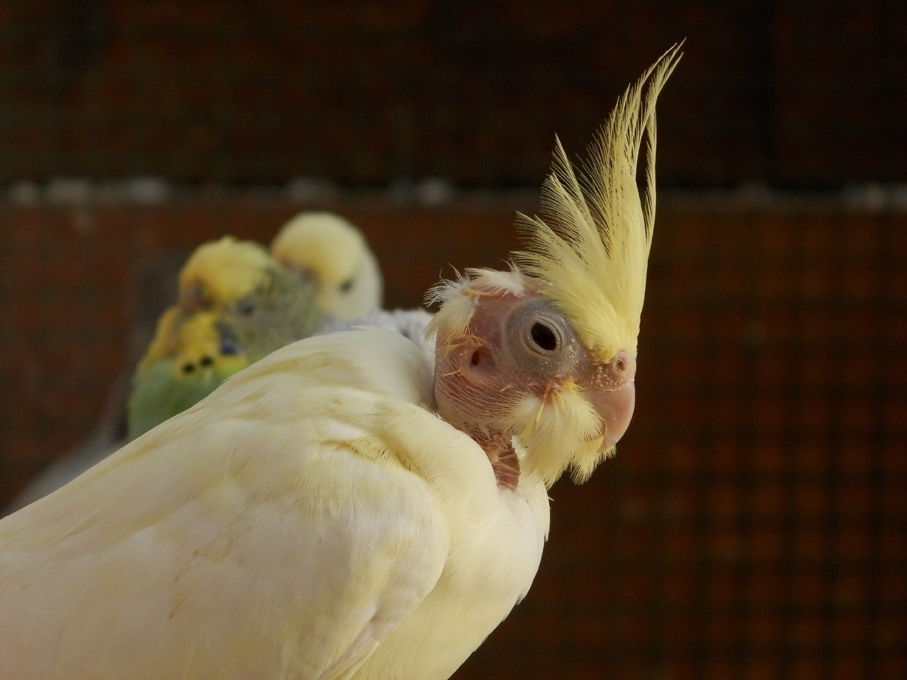 When Do Cockatiels Molt? Vet Approved Facts & FAQ | PangoVet