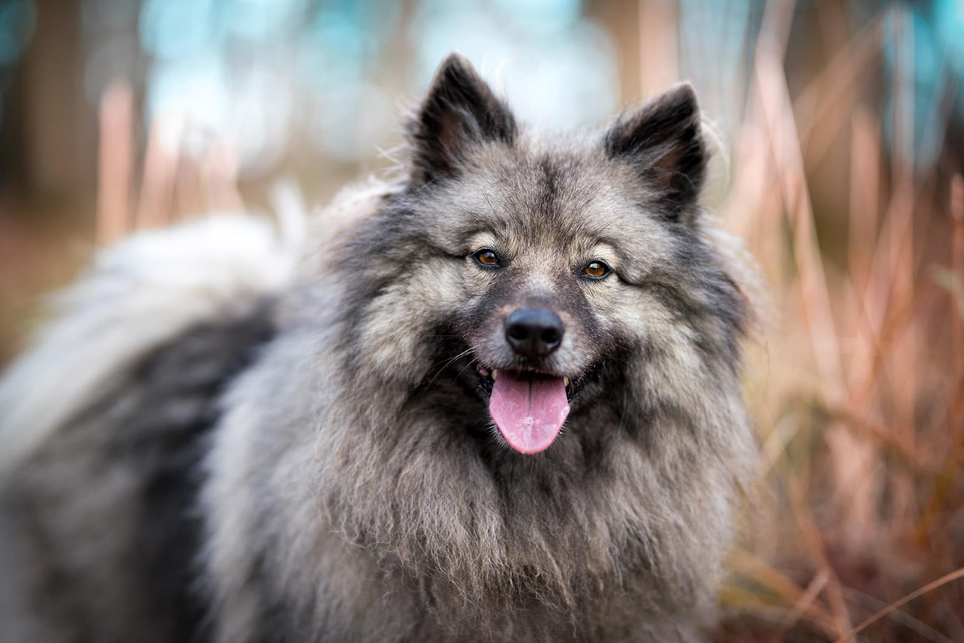 Keeshond Dog Breed Guide: Info, Pictures, Care & More | PangoVet