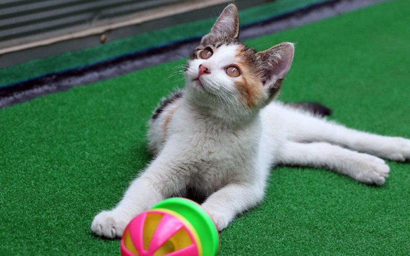 Why Does My Cat Bring Me Toys? 6 Reasons for This Behavior | PangoVet