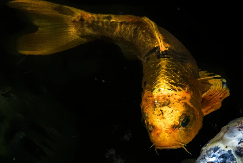 Gold Koi Fish: Info, Pictures, Facts & History | PangoVet