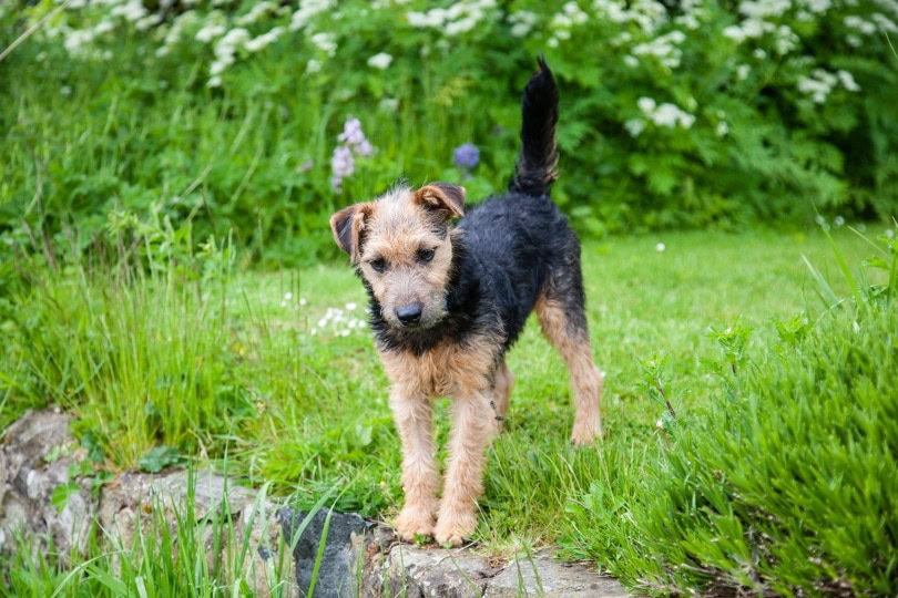 Lakeland Terrier Dog Breed Guide Info Pictures Care More PangoVet