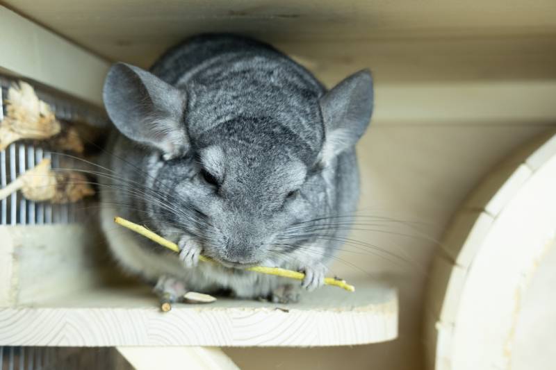 10 Things to Know Before Getting a Chinchilla as a Pet: Vet-Reviewed ...