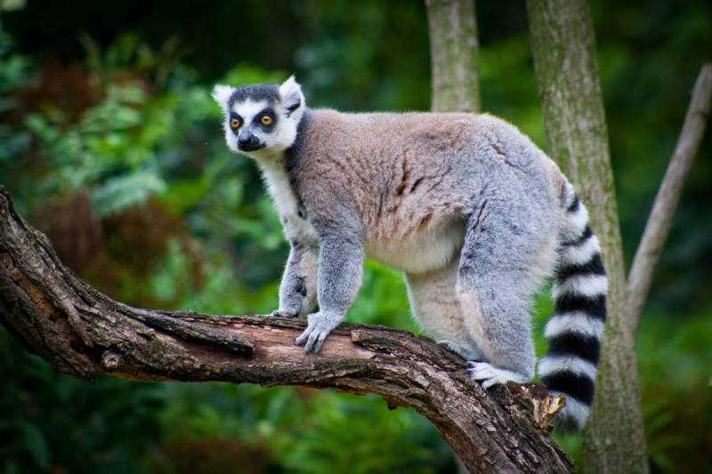 Do Lemurs Make Good Pets? 9 Things You Need to Know | PangoVet