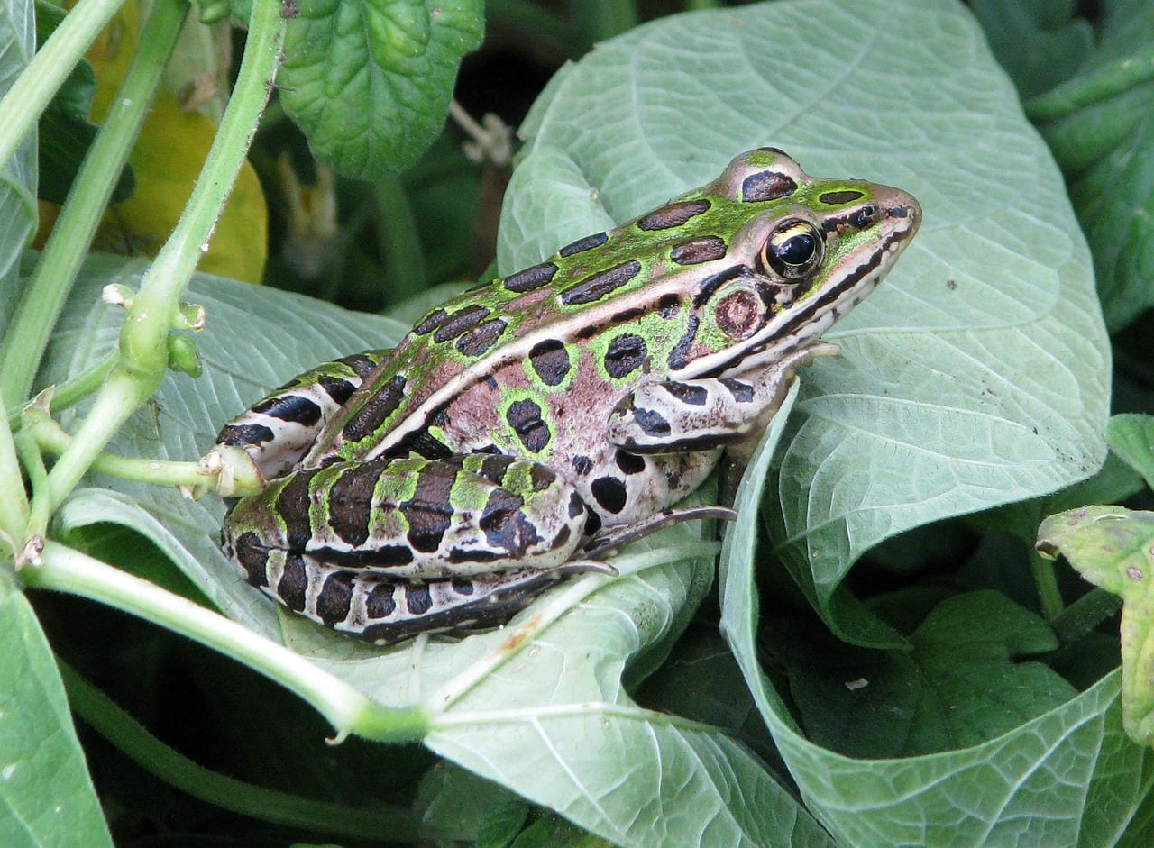 Leopard Frog: Info, Care Guide, Pictures, Varieties, & More | PangoVet