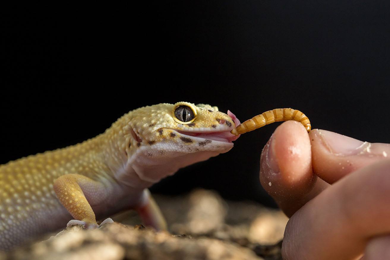 What Do Geckos Eat in the Wild & as Pets? Diet & Health Facts | PangoVet