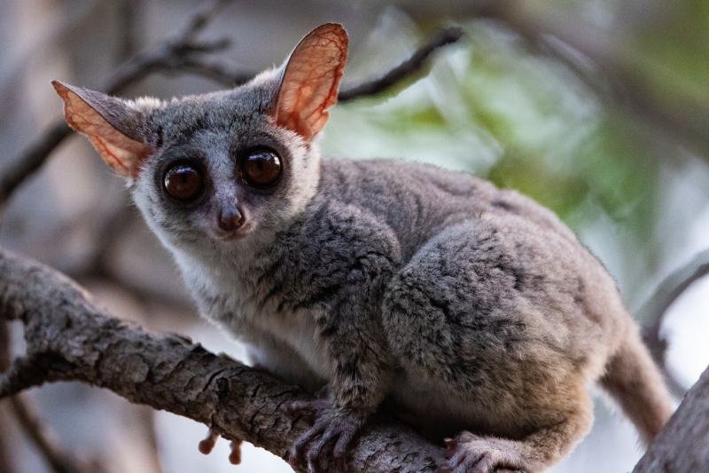 Do Bush Babies Make Good Pets? 7 Things You Need to Know | PangoVet