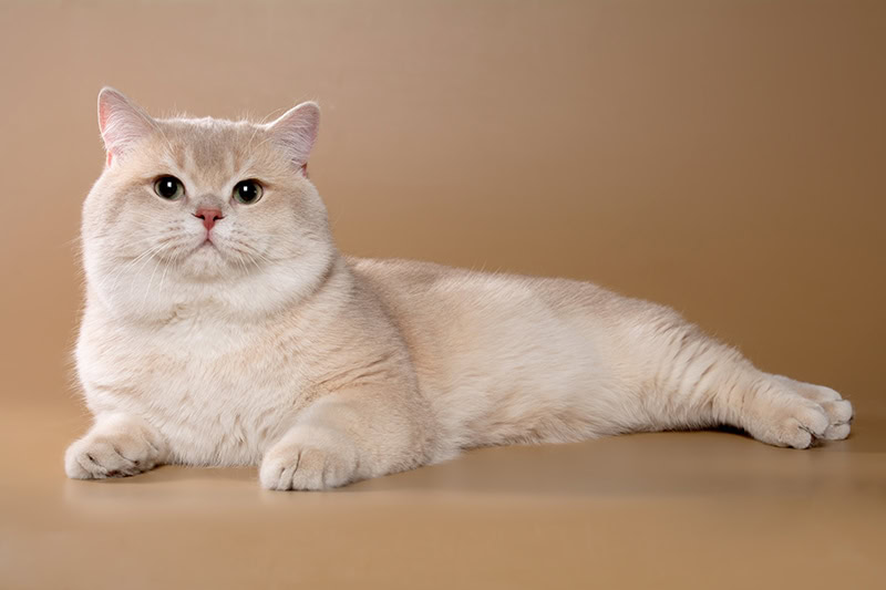 Chinchilla British Shorthair Cat: Info, Pictures, Origin & History | PangoVet