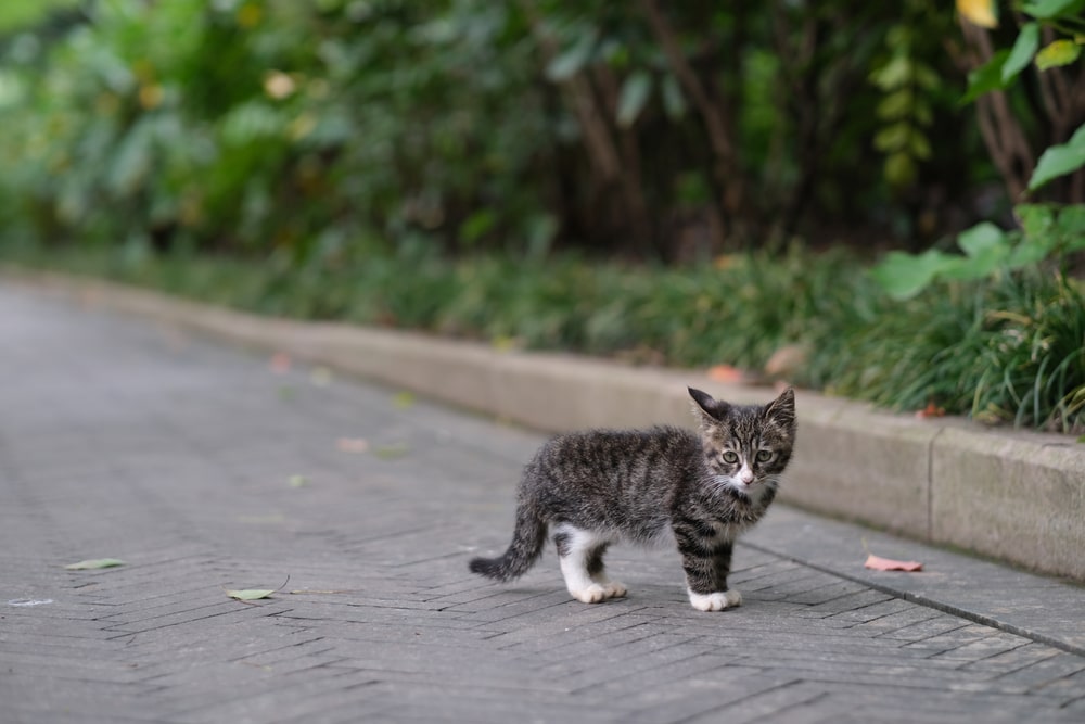 Chinese Dragon Li (Chinese Li Hua Cat): Info, Pictures, Temperament ... Chinese Dragon Li (Chinese Li Hua Cat): Info, Pictures, Temperament ...