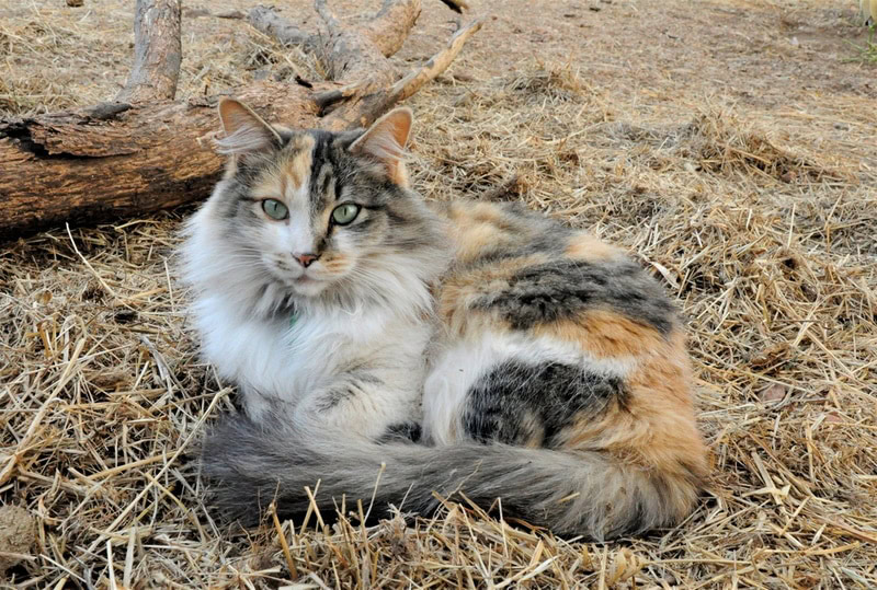 6 Types of Calico Cats: Color Variations & Genetics (Info With Pictures ...