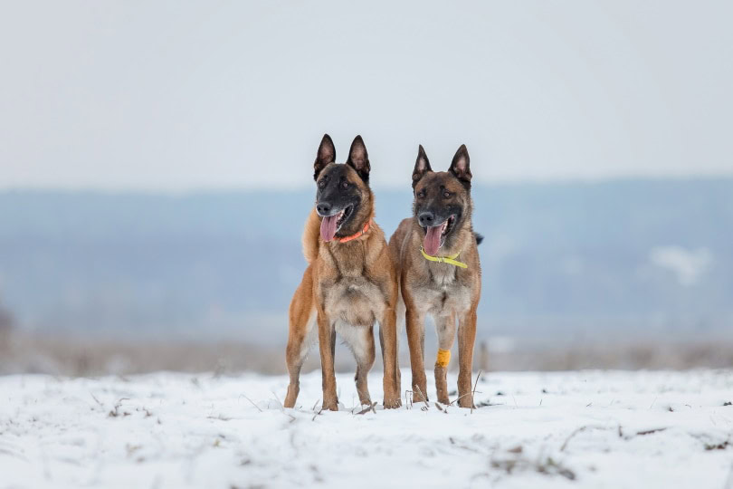 Belgian Malinois Dog Breed: Info, Pictures, Care & More | PangoVet