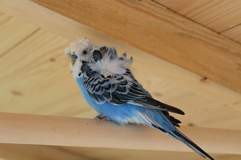 13 Types of Budgie Colors, Varieties & Mutations (With Info & Pictures ...