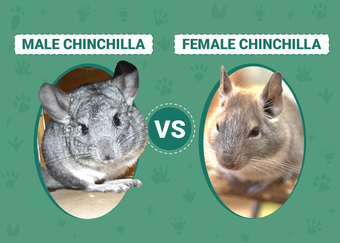 Male vs Female Chinchilla: The Differences Explained (With Pictures ...