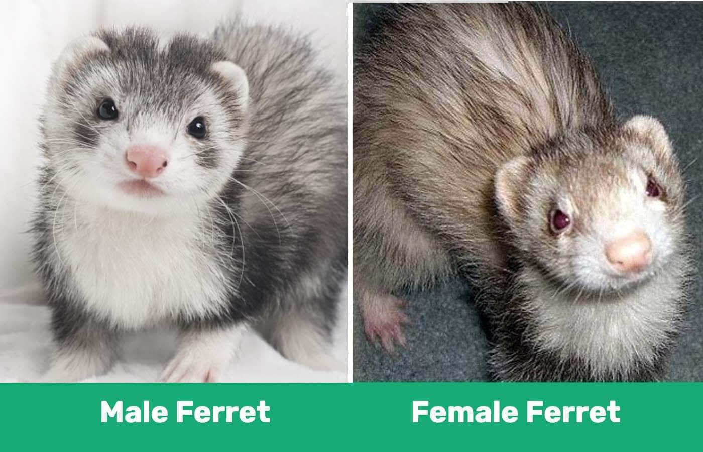 Male vs. Female Ferret: What’s the Difference (With Pictures) | PangoVet