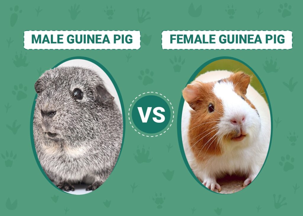 Male vs Female Guinea Pig: The Key Differences (With Pictures) | PangoVet