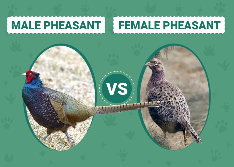 Male vs Female Pheasant: What’s the Difference? (With Pictures) | PangoVet