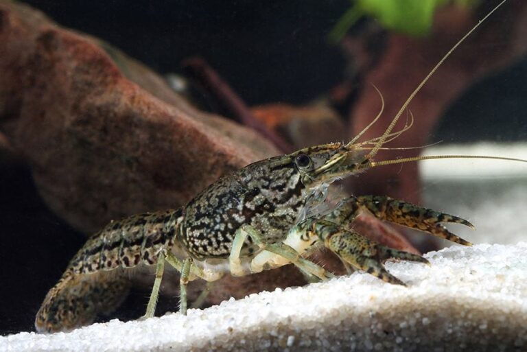 How to Take Care of a Pet Crayfish: Fact Sheet & Advice 2025 | PangoVet