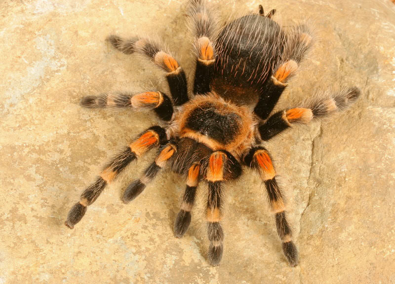Red Knee Tarantula Eyes Red Knee Tarantula Animal Facts Brachypelma