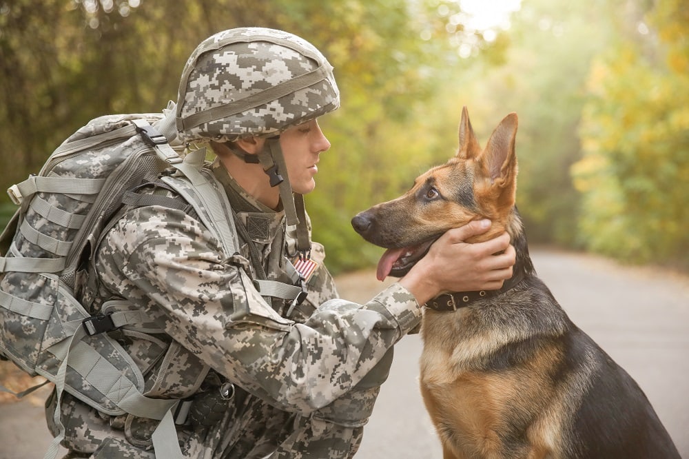 16 Military Dog Breeds (With Info & Pictures) | PangoVet