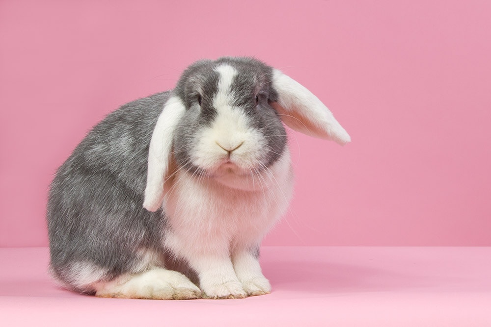 Mini Lop Rabbit: Facts, Lifespan, Behavior & Care (With Info & Pictures ...