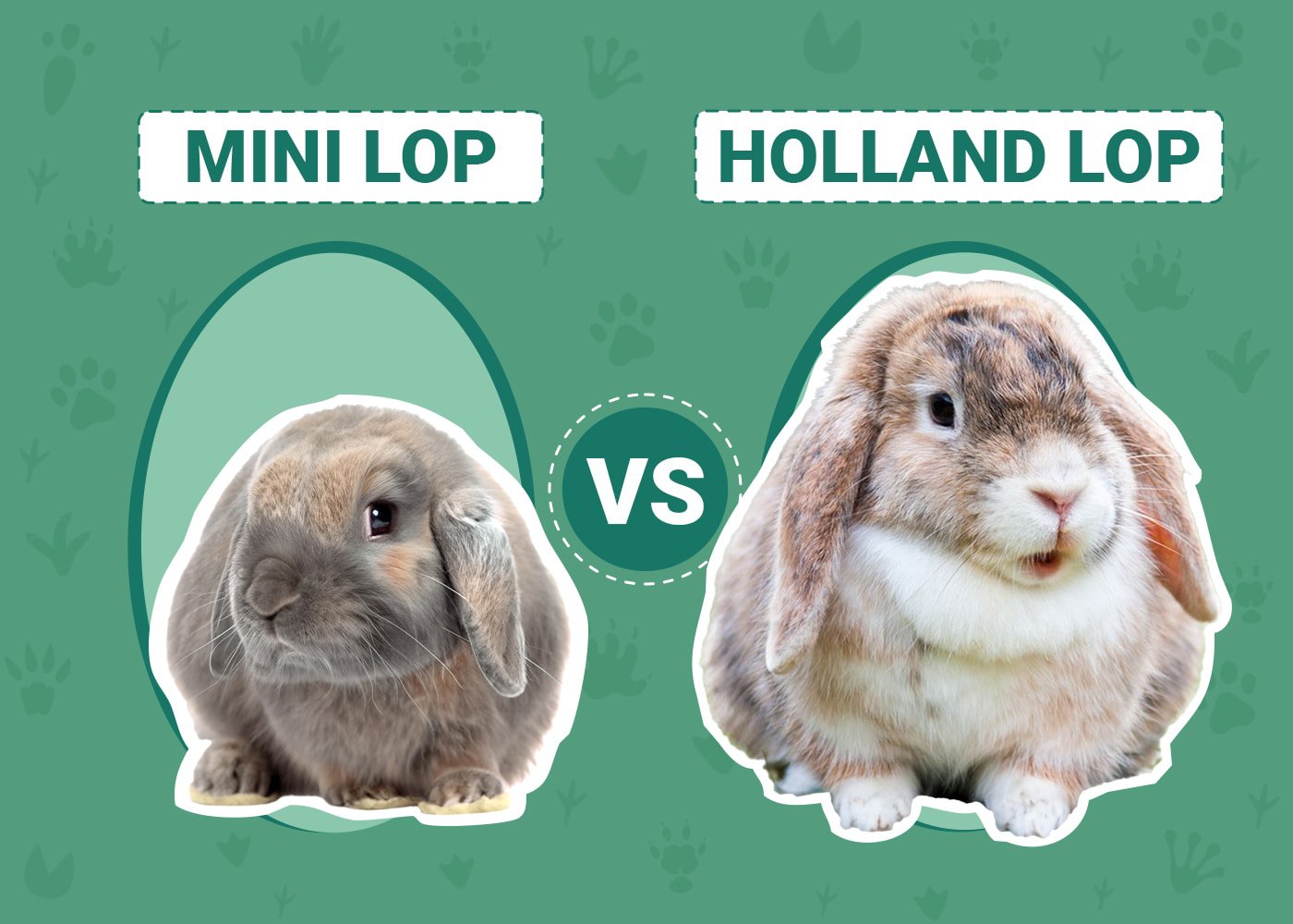 Mini Lop vs. Holland Lop: The Differences (With Pictures) | PangoVet