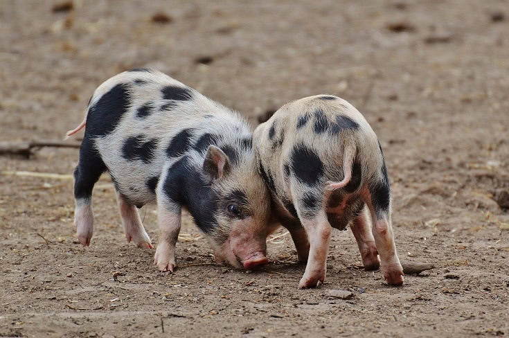 How to Take Care of Mini Pigs as Pets: Fact Sheet & Advice | PangoVet